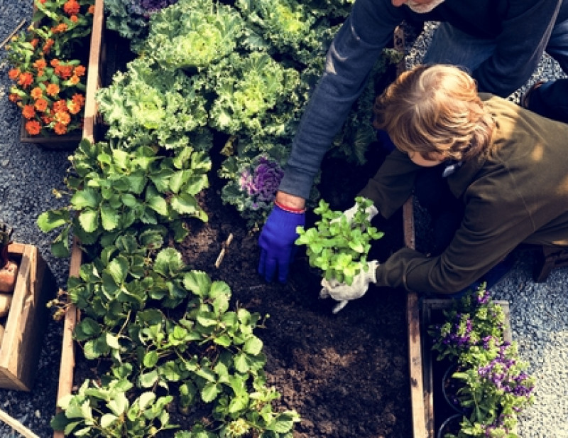 Quatre associations de plantes pour son potager en permaculture