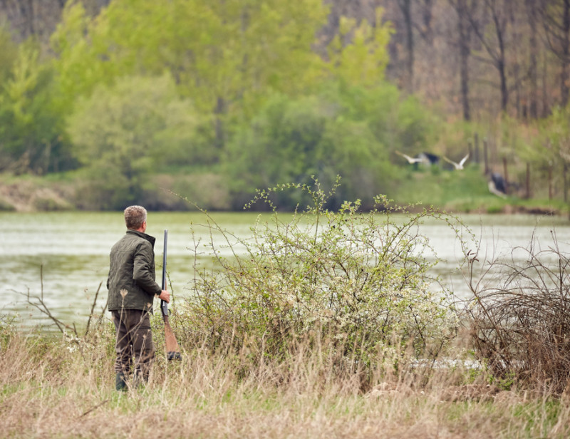Protection des oiseaux : la justice annule la chasse de trois espèces ...