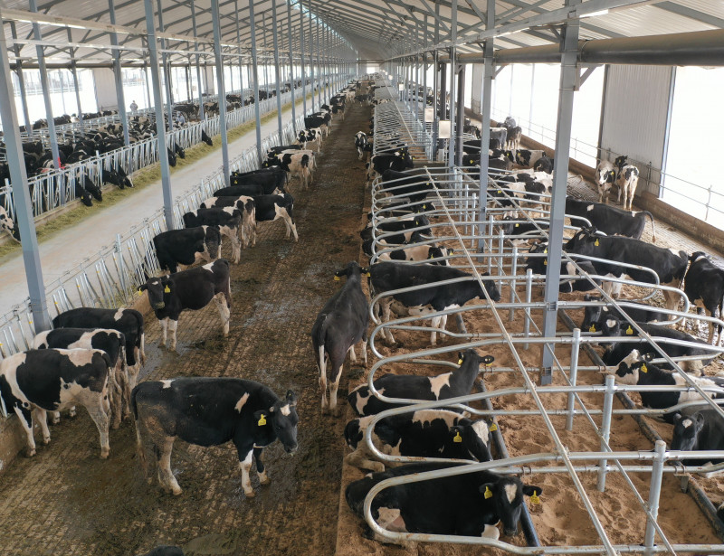 Alimentation du bétail : nourrir un milliard de personnes en plus