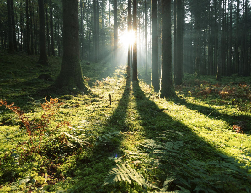 Tout savoir sur la forêt française et ses acteurs
