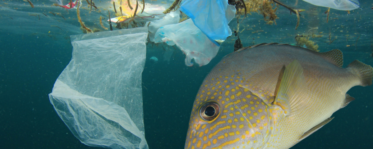Océans : une tonne de plastique pour trois tonnes de poissons d'ici ...