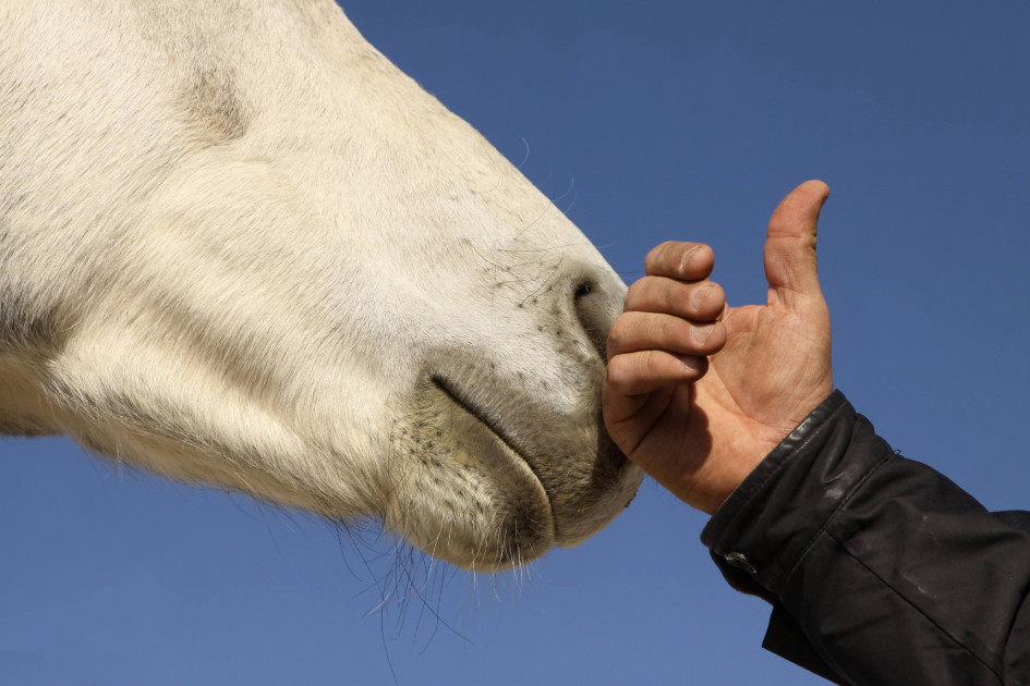 Cheval Espérance : l'équitation pour les personnes en situation de handicap