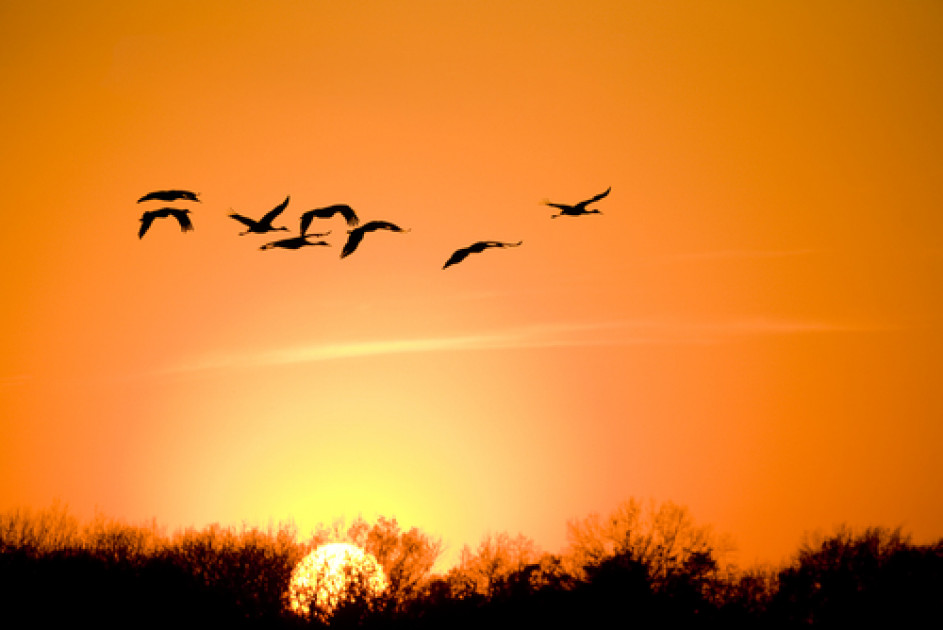 Peut-on sauver la nature en tuant davantage