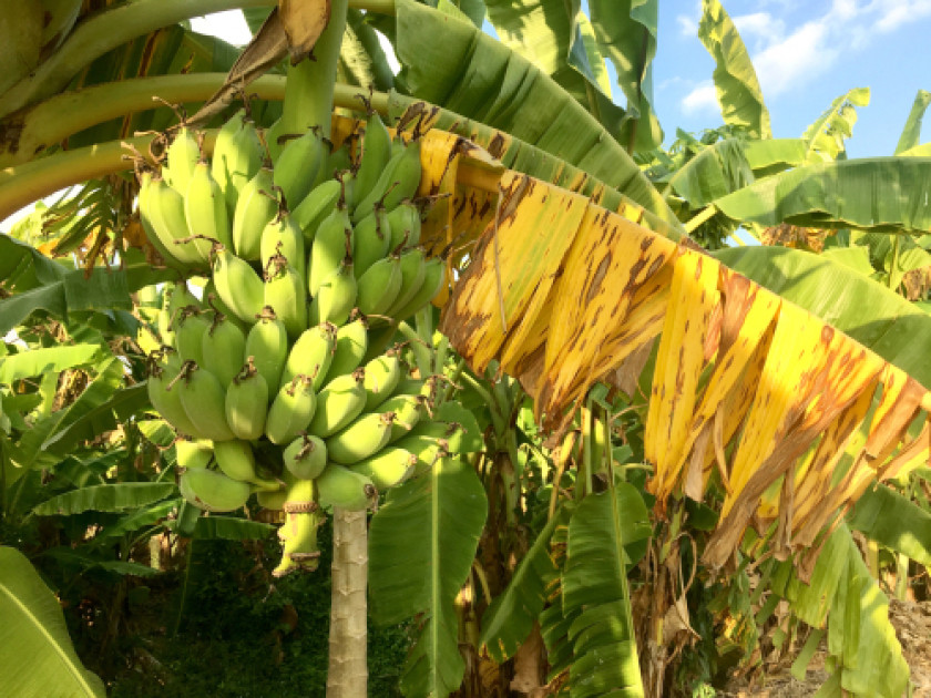 Chlordécone, glyphosate... Suivi annuel de 75 pesticides pour mesurer ...
