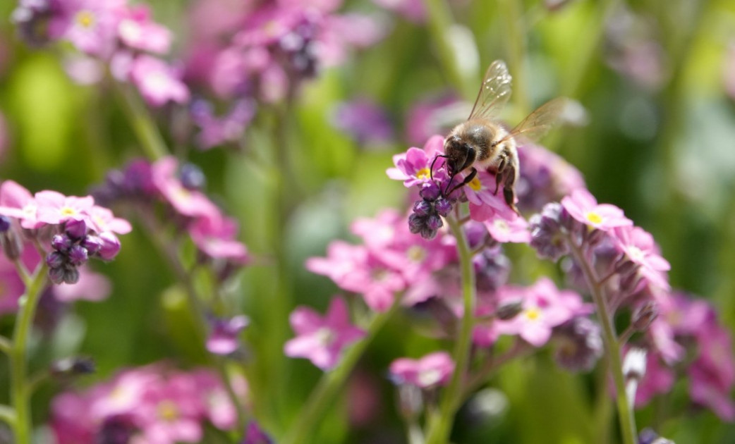 Insectes, arbres ou coraux, des espèces vitales pour l'homme