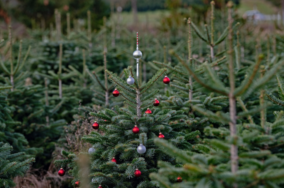 Six conseils pour un sapin de Noël vraiment vert
