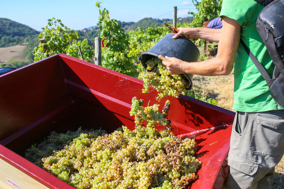 Ce qu’il faut savoir pour participer aux vendanges