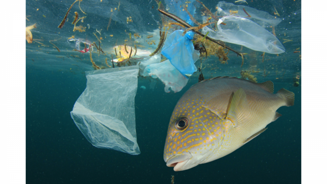 Qu’est-ce que le 7e continent