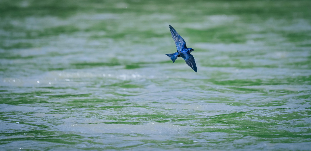 L’hybridation d’un oiseau attire l’attention des chercheurs