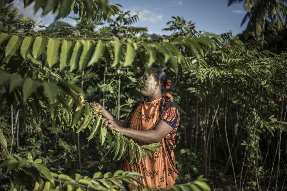 À Anjouan, aux Comores, un sursaut pour sauver la forêt en perdition